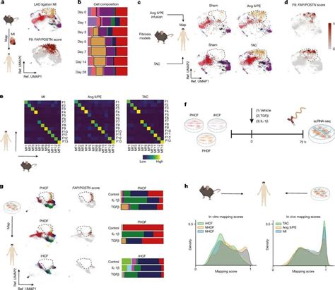 Nature 解锁心脏纤维化治疗新策略：靶向免疫 成纤维细胞通信的关键路径 研究 Pavone 谱系