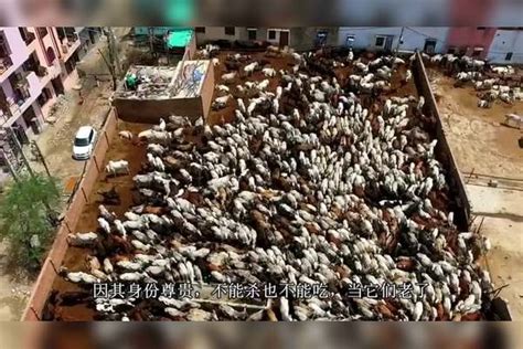 世界上繁殖最快的动物一年生下80万只达到一定数量就集体跳海 繁殖 动物 数量