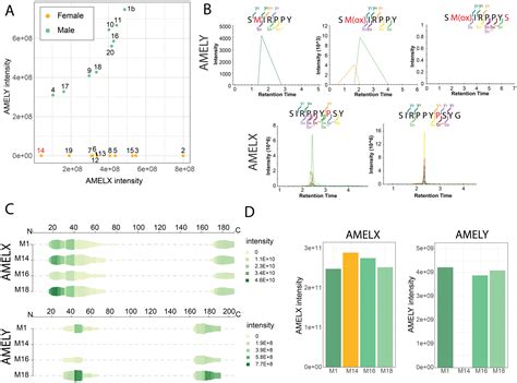Automated High Throughput Biological Sex Identification From Archeological Human Dental Enamel