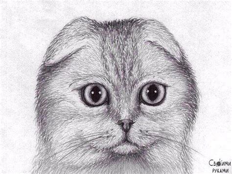 Фото из записи Шотландская вислоухая кошка Животный дизайн Кошачий