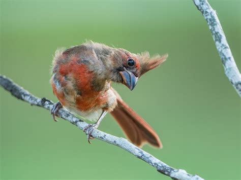 Northern Cardinal Bird Facts Cardinalis Cardinalis Birdfact