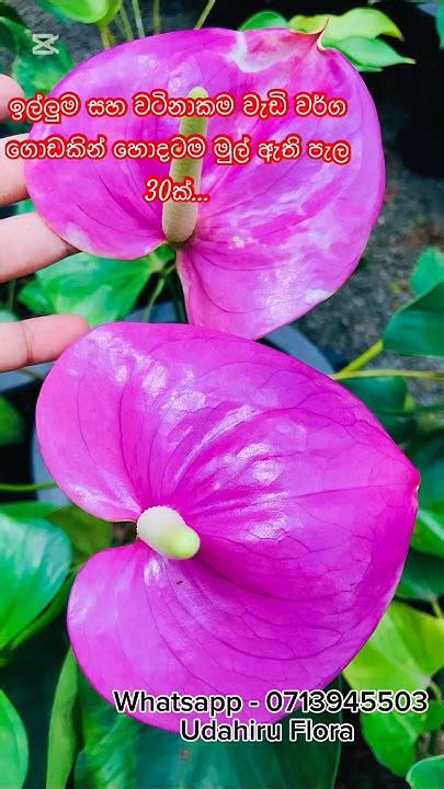 🦋ඉල්ලුම ඉහල වර්ග ගොඩකින් මුල් ටික බලන්නනම් අනිවාර්යයෙන්ම වීඩියෝ එක