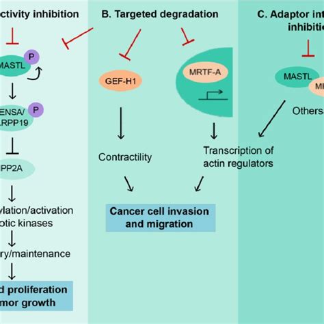 Schematic Representation Of The Possible Approaches For Mastl