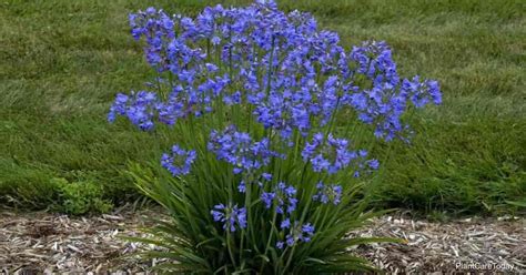 Dwarf Agapanthus Care How To Grow Dwarf Lily Of The Nile