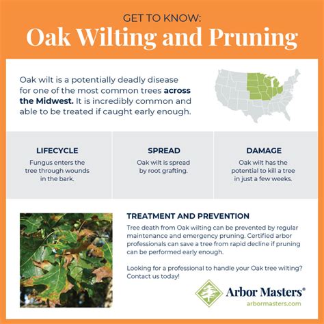 Everything You Need To Know About Pruning Oak Trees And Oak Wilt Arbor Masters