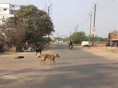 Everyday Some Or The Other Dogs Become Victims Of These Dogs Terror