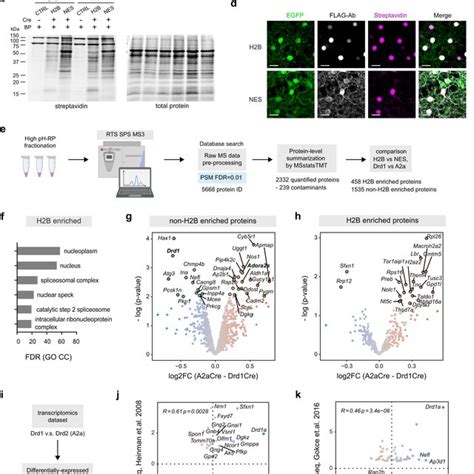 In Situ Proximity Labeling Generates Cell Type And Subcellular