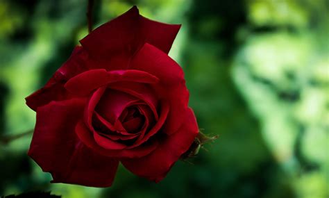Красная красивая садовая роза крупным планом обои для рабочего стола картинки фото