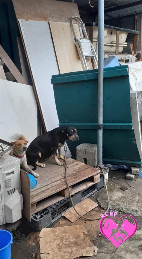 Rcap 拯救遺棄寵物中心 犧牲品 ☹️😡 這個可愛的狗囡囡 🐶 與另外一個狗囝囝 🐕