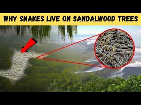 Sandalwood Tree And Snake