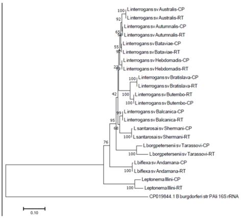 Phylogenetic Tree Obtained For 16s Rrna Numbers Represent Bootstrap