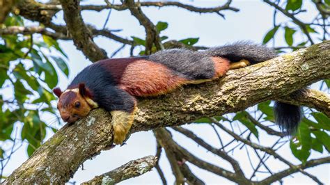 Indian Giant Squirrel The Rainbow Rodent That Is Also The Worlds