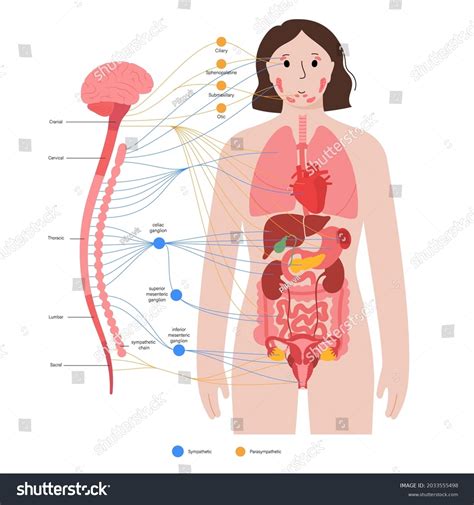 10 Inferior Mesenteric Ganglia Images Stock Photos Vectors