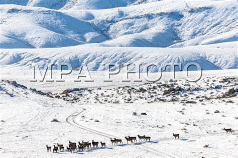 Хустайн байгалийн цогцолборт газар Mongolian Press Agency