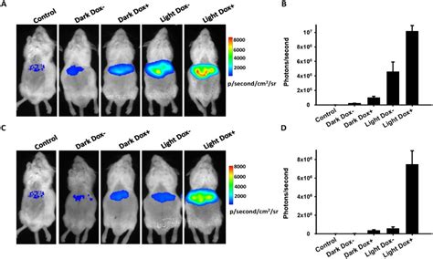 Synthetic Dual Input Mammalian Genetic Circuits Enable Tunable And Stringent Transcription