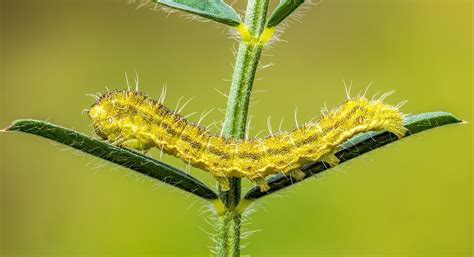 40000 Free Caterpillar Cartoon And Caterpillar Images Pixabay