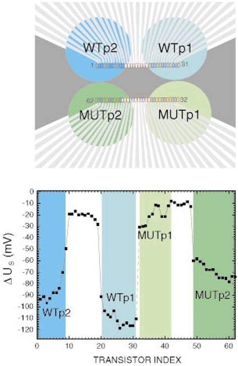 Figure 2 From Dna Detection On Transistor Arrays Following Mutation