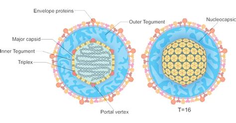 Herpesviruses Overview Structure Classification Transmission