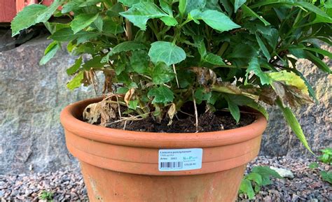 Klisteretiketter SvePlant