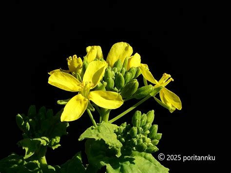 ぽんたの気ままな写真 ナノハナ菜の花