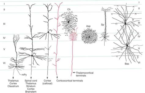 The Cerebral Cortex Neupsy Key