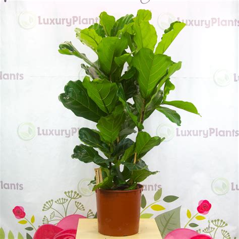 Фикус LuxuryPlants зеленый, 34 дм, 1 шт - купить по выгодной цене в ...