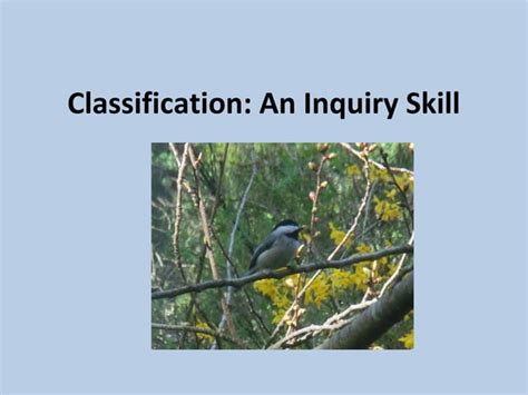 Classification Ppt