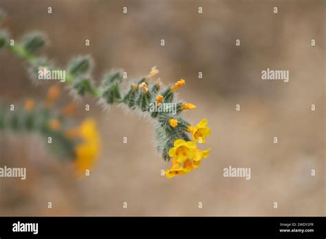 Close Up Spines On Hi Res Stock Photography And Images Alamy