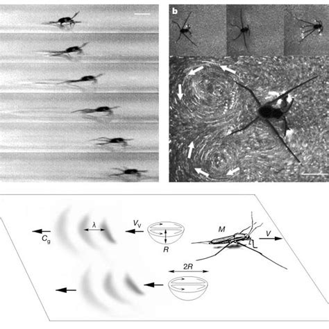 The Flow Generated By The Driving Stroke Of The Water Strider A B