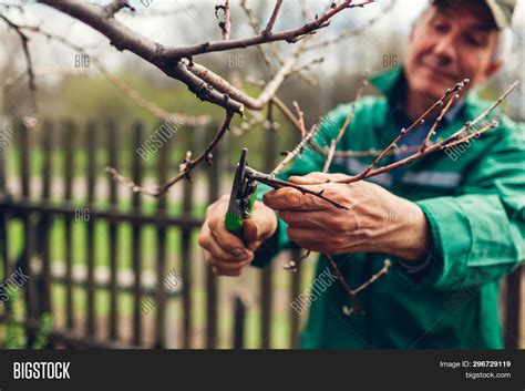 Man Pruning Tree Image Photo Free Trial Bigstock