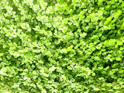 绿色图片素材 绿色设计素材 绿色摄影作品 绿色源文件下载 绿色图片素材下载 绿色背景素材 绿色模板下载 搜索中心