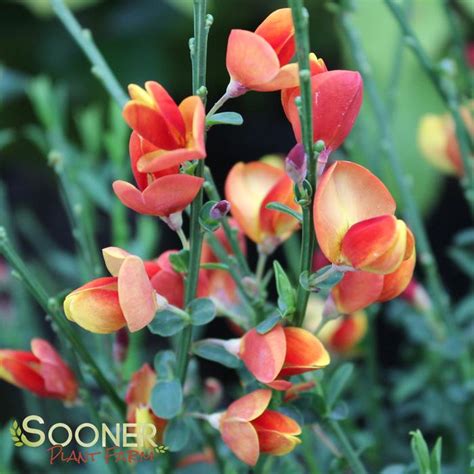 Cytisus Scoparius Scotch Broom