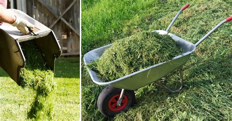Best Use Of Grass Clippings Better And Easier Than Composting