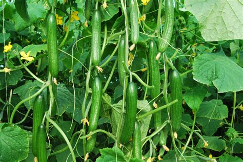 Cs 1102 Centric Seeds