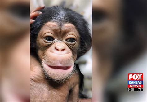 Down Syndrome Chimpanzee
