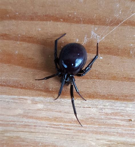 How To Identify And Control False Widow Spiders Rochd Vrogue Co