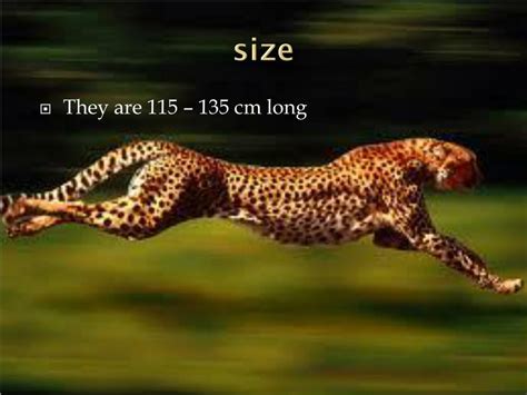 Ppt Cheetah Powerpoint Presentation Free Download Id2279372