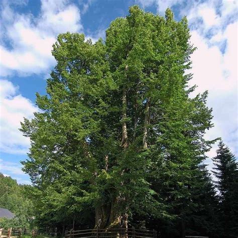 Najevska Lipa Crna Na Koroskem