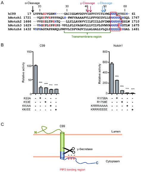 The C Terminal Polybasic Regions Of γ Secretase Substrates Are Download High Resolution