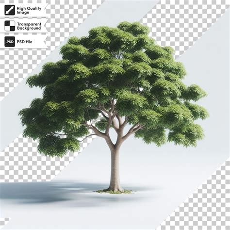 Premium PSD Psd Tree Isolated On Transparent Background