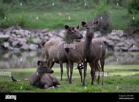 A Herd Of Sambar Deer On The Banks Of A Waterhole At The Nagarhole