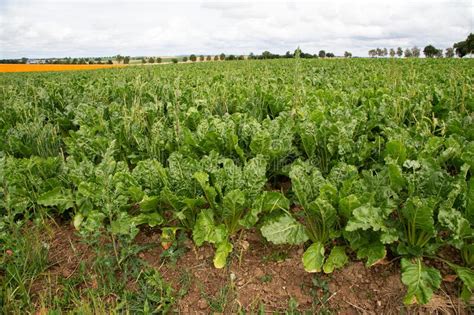 Sugar Beet Bright Green Leaves In A Field Stock Image Image Of