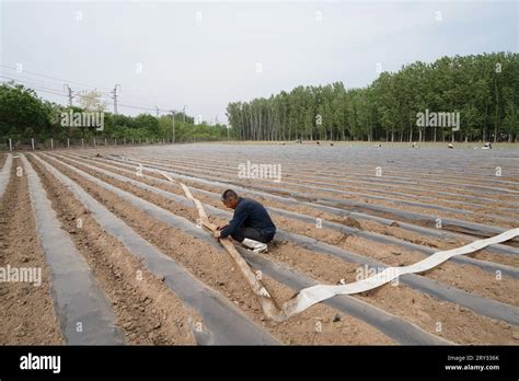 luannan county china may 12 2023 farmers are installing water