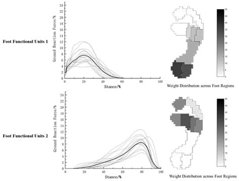 The Secrets Of Human Locomotion A Step By Step Analysis Of Foot Function In Walking And Running
