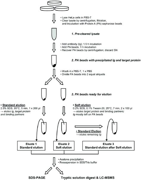 Graphical Overview Immunoprecipitation Standard Vs Improved Elution Download Scientific