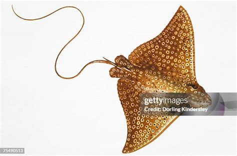 Stingray Pattern Photos And Premium High Res Pictures Getty Images