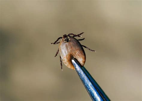 T Cnicas De Banho S O Alternativas Para Controle Do Carrapato Em Bovinos A Lavoura