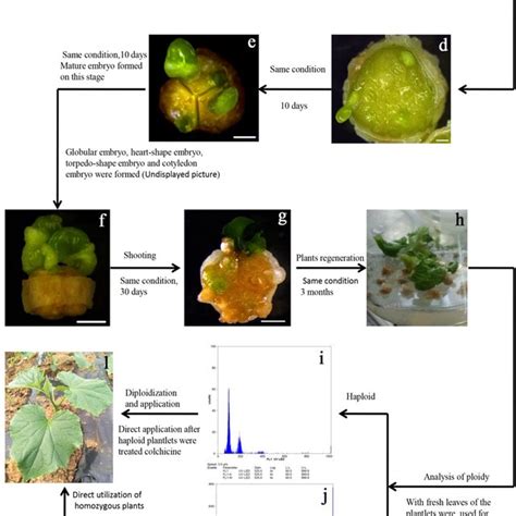 Flow Chart Of Plant Regeneration Via In Vitro Gynogenesis In Cucumber