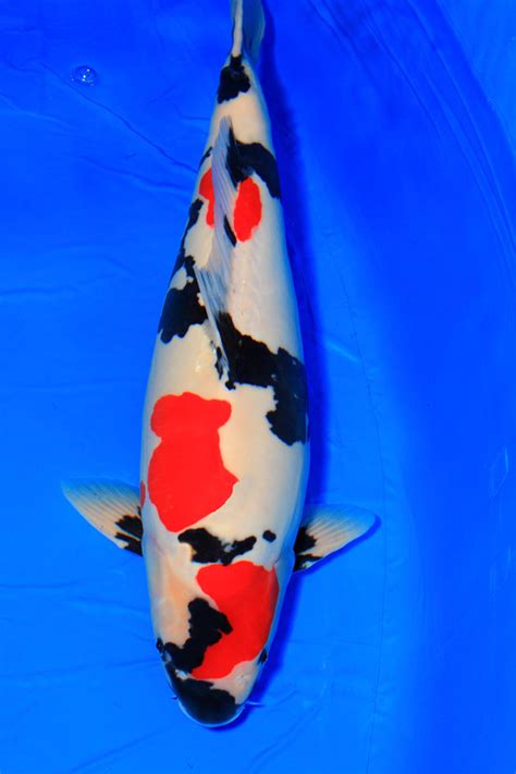 Koi Pond Photography Take Koi Pictures