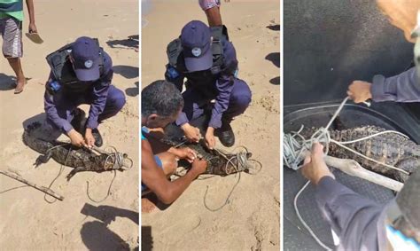 Guarda Municipal Resgata Jacaré Na Praia Da Pituba Jornal Correio